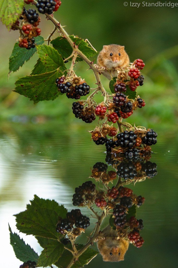 28 Teeny Tiny Wild Mice - Art-Sheep