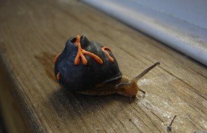 Artist paints brilliant designs on snails to protect them from getting ...