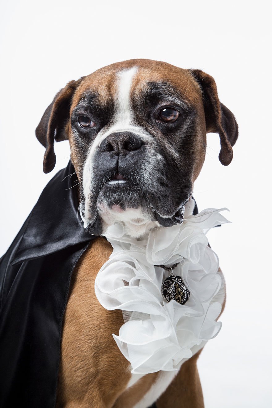 Artist Creates Beautiful Portraits Of Animals As Aristocrats From ...