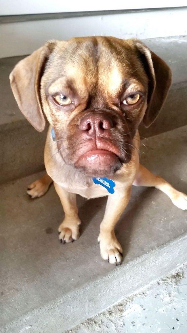 Earl the Grumpy Puppy is The Most Judgy Animal on The Internet - Art-Sheep