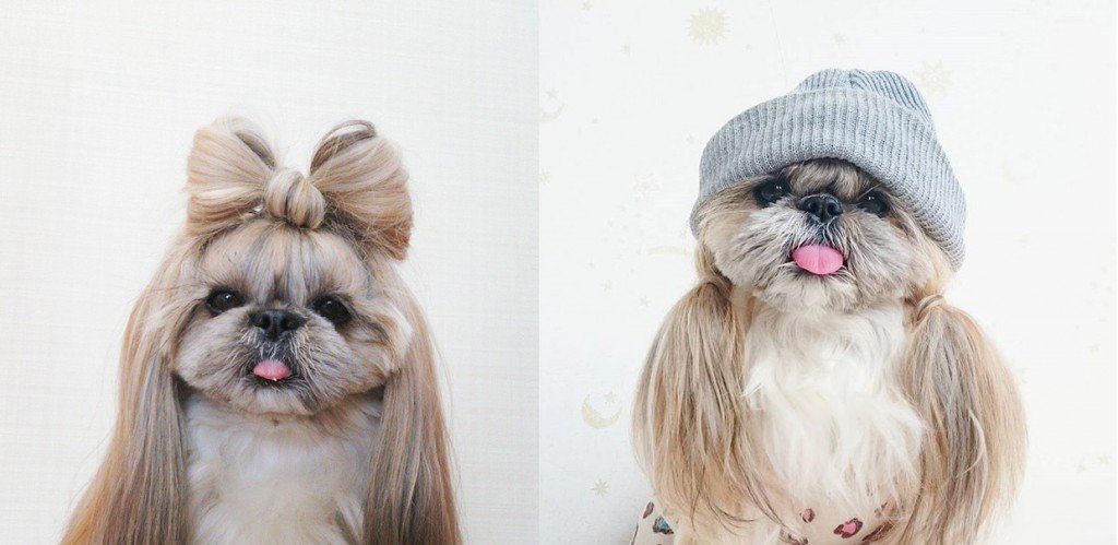This Adorable Dog Gets A Hilarious New Hairstyle Everyday - Art-Sheep