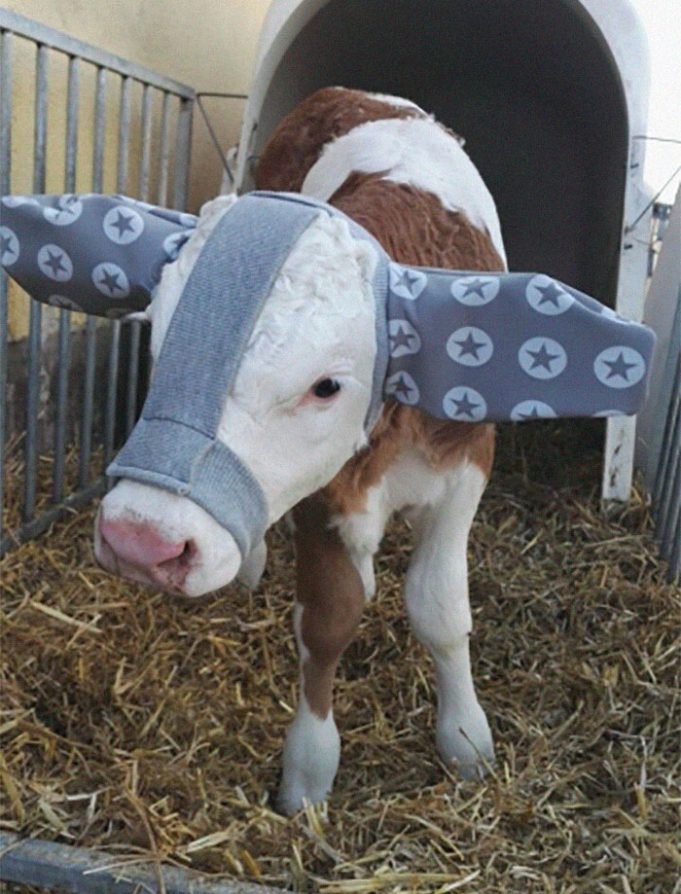 Adorable Ear Muffs for Calves is the Latest (and possibly the first ...