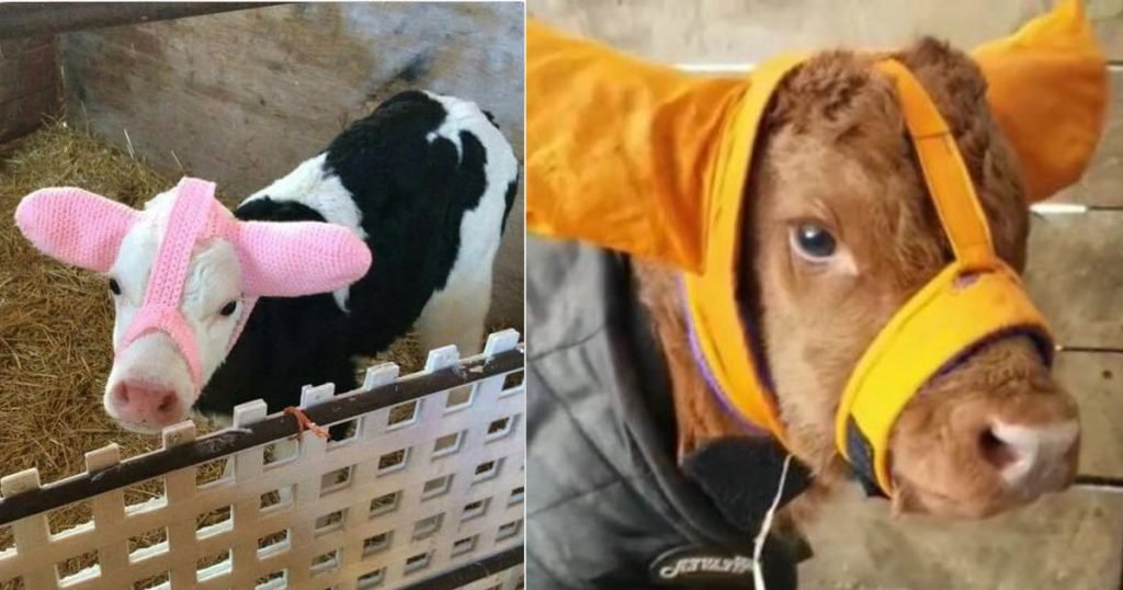 Adorable Ear Muffs for Calves is the Latest (and possibly the first ...