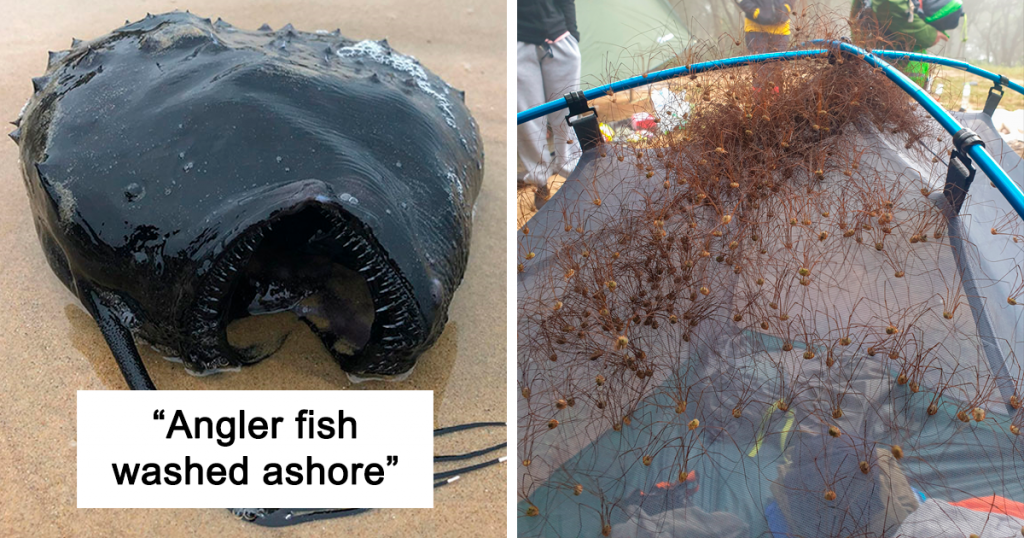 29 Nightmare Material Produced by Nature - Shared By Online Users - Art ...