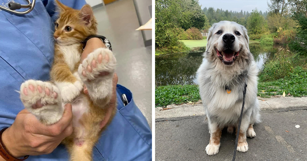 The 26 Most Rare And Stunning Genetic Mutations Encountered on Pets ...